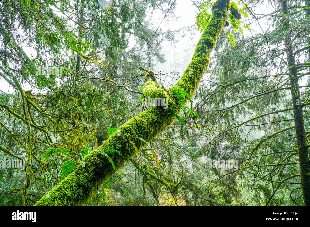 Amazing nature in the Canadian woods - wonderful green forest CANADA ...
