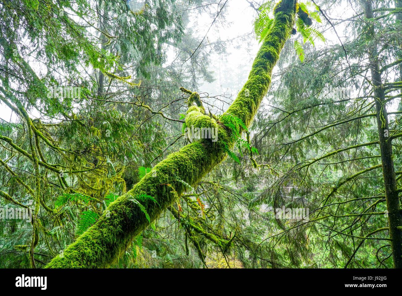 Amazing nature in the Canadian woods - wonderful green forest CANADA ...