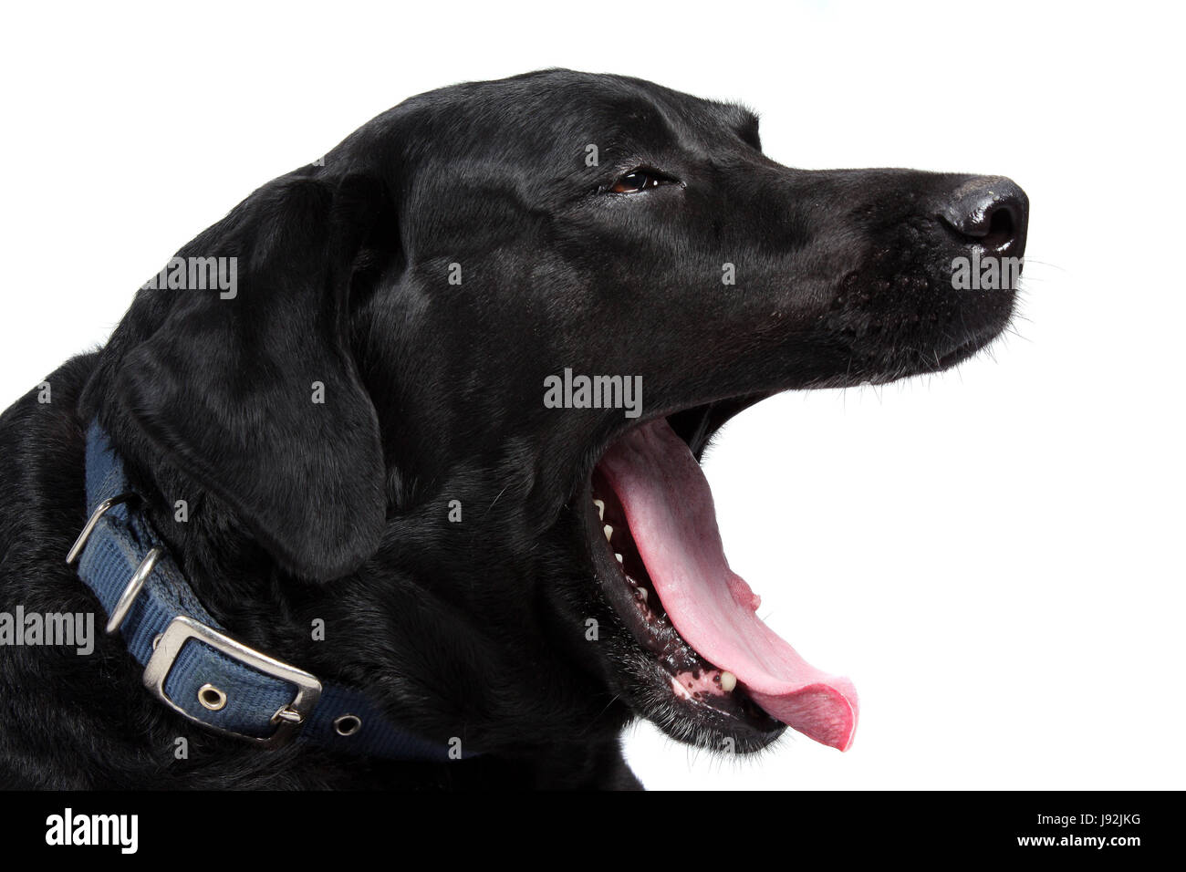 Labrador retriever yawning tired hi-res stock photography and images ...