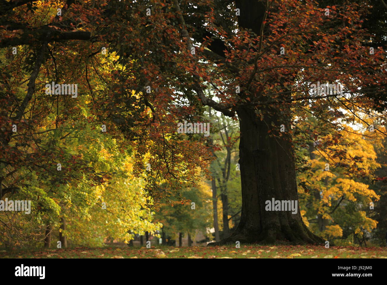 tree, trees, autumnal, colour, colors, colours, leaves, foliage, trunk ...