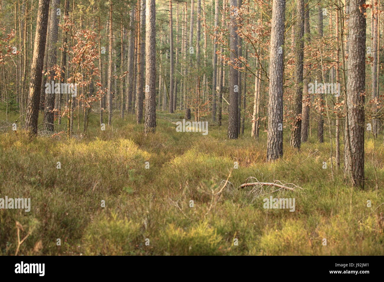 The fable tree hi-res stock photography and images - Alamy