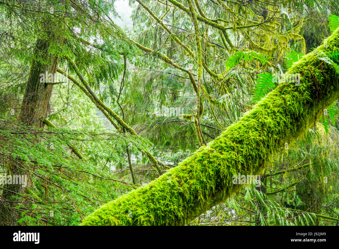Amazing nature in the Canadian woods - wonderful green forest CANADA ...