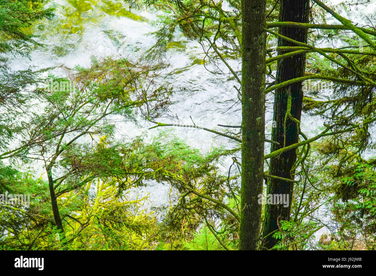 Amazing nature in the Canadian woods - wonderful green forest CANADA ...