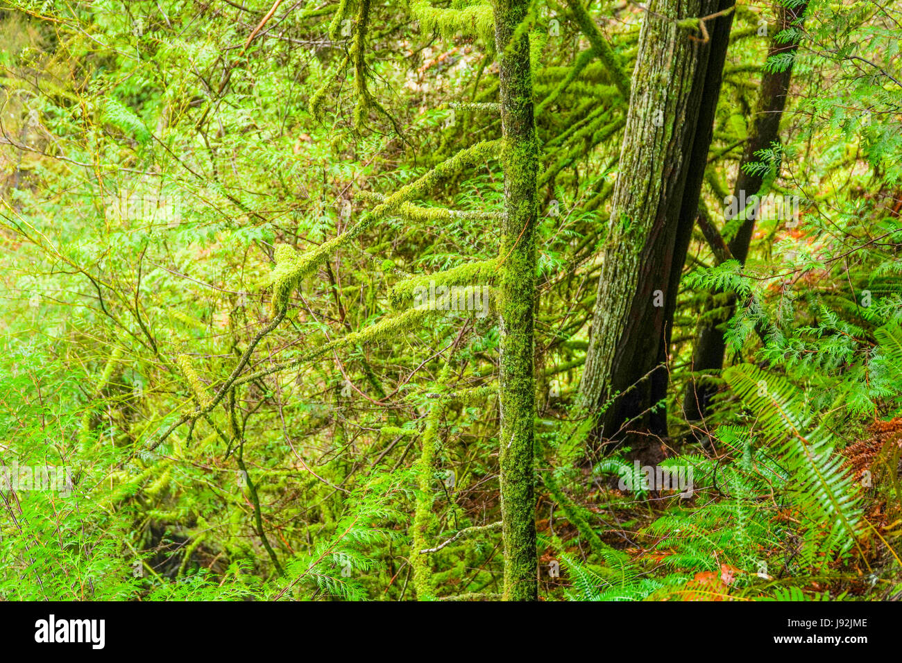 The Canadian wilderness - beautiful green trees in the woods CANADA ...