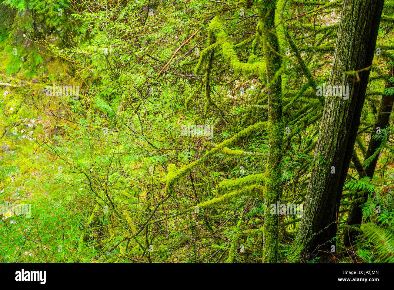 Amazing nature in the Canadian woods - wonderful green forest CANADA ...