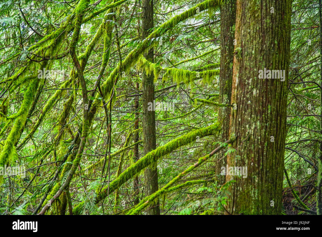 Beautiful trees full of moss in the rain forest CANADA Stock Photo - Alamy