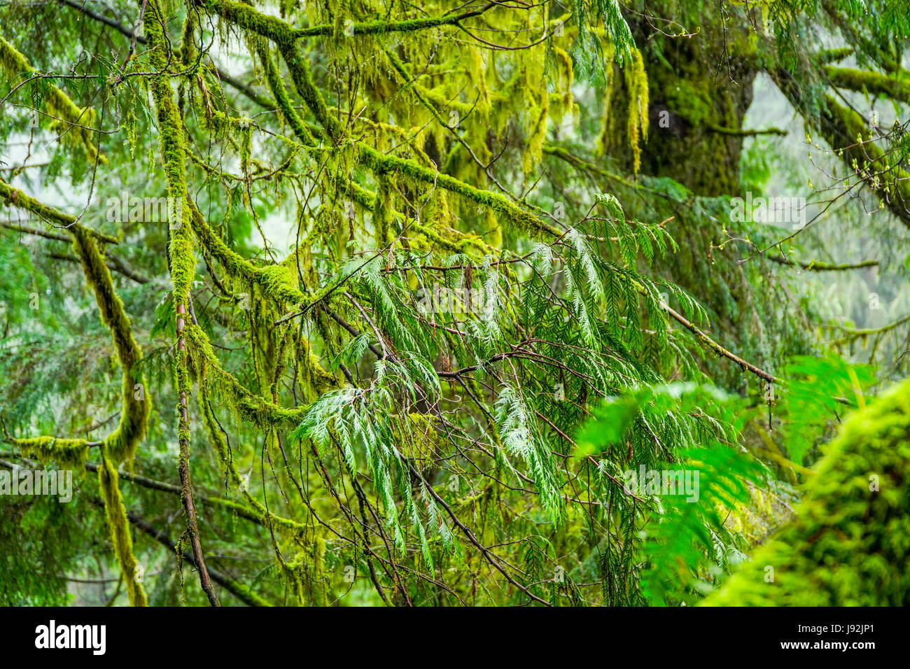 Beautiful green nature mossy trees in the woods hi-res stock ...
