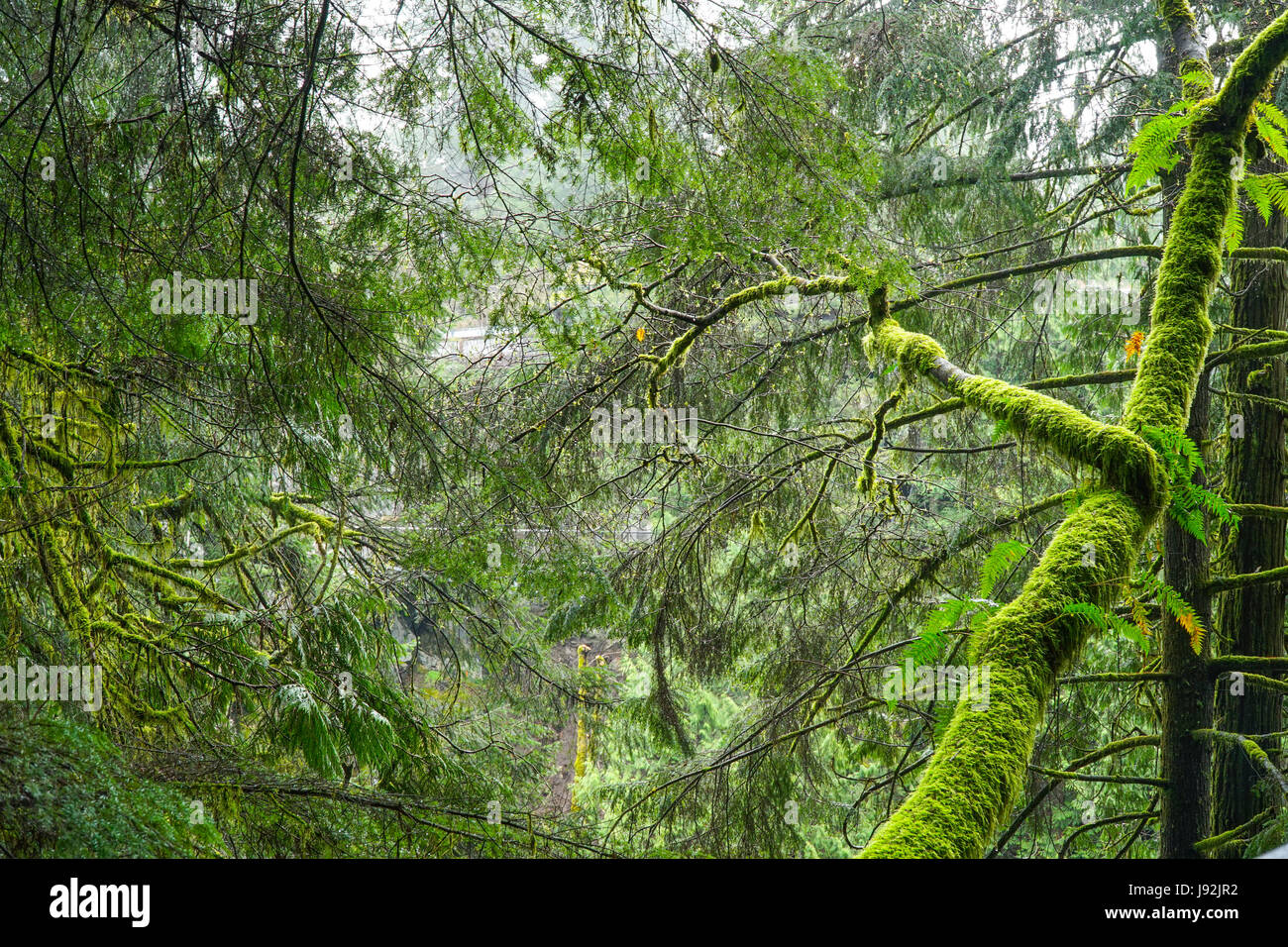 Amazing nature in the Canadian woods - wonderful green forest CANADA ...