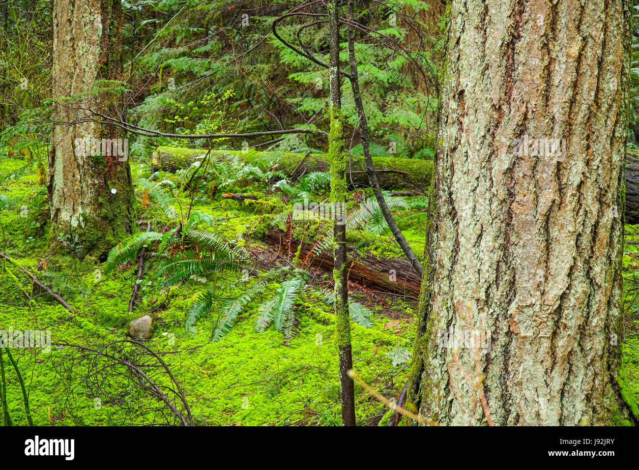 Beautiful trees full of moss in the rain forest hi-res stock ...