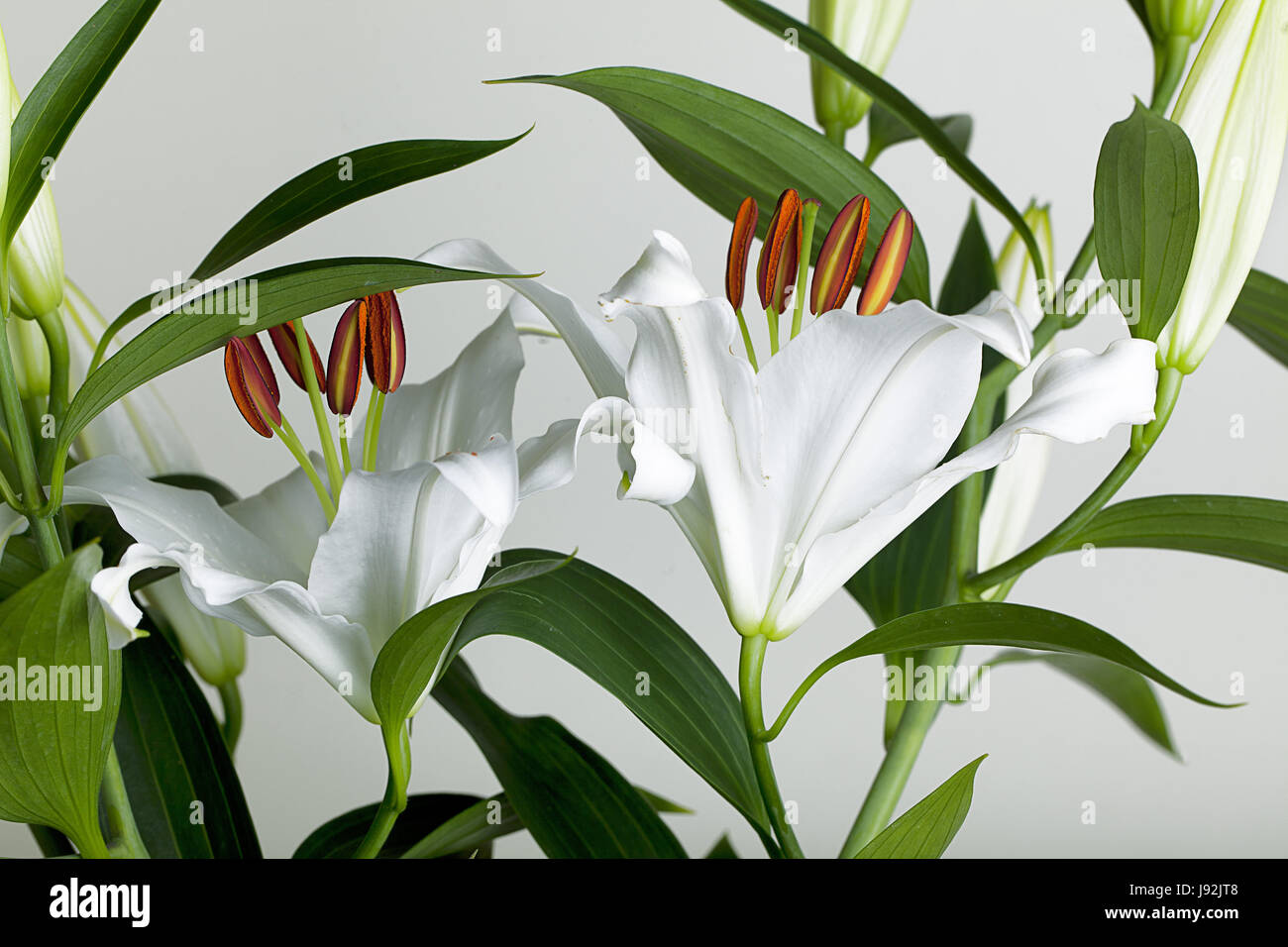 flower, plant, bloom, blossom, flourish, flourishing, lily, lilies ...