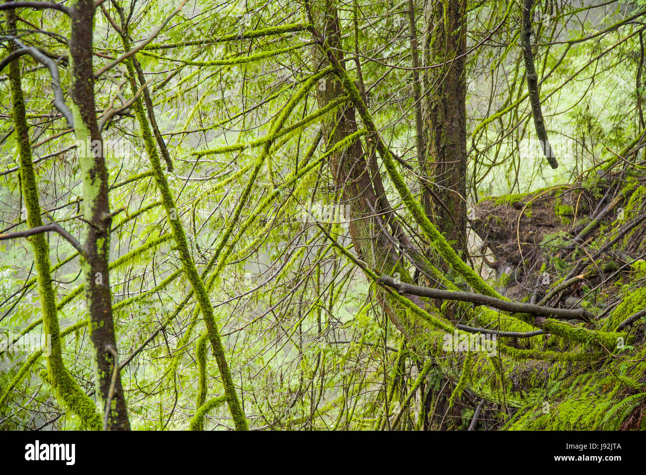 Canadian wild nature - green forest with lots of moss CANADA Stock ...