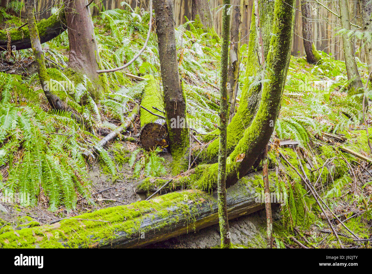 Amazing nature in the Canadian woods - wonderful green forest CANADA ...