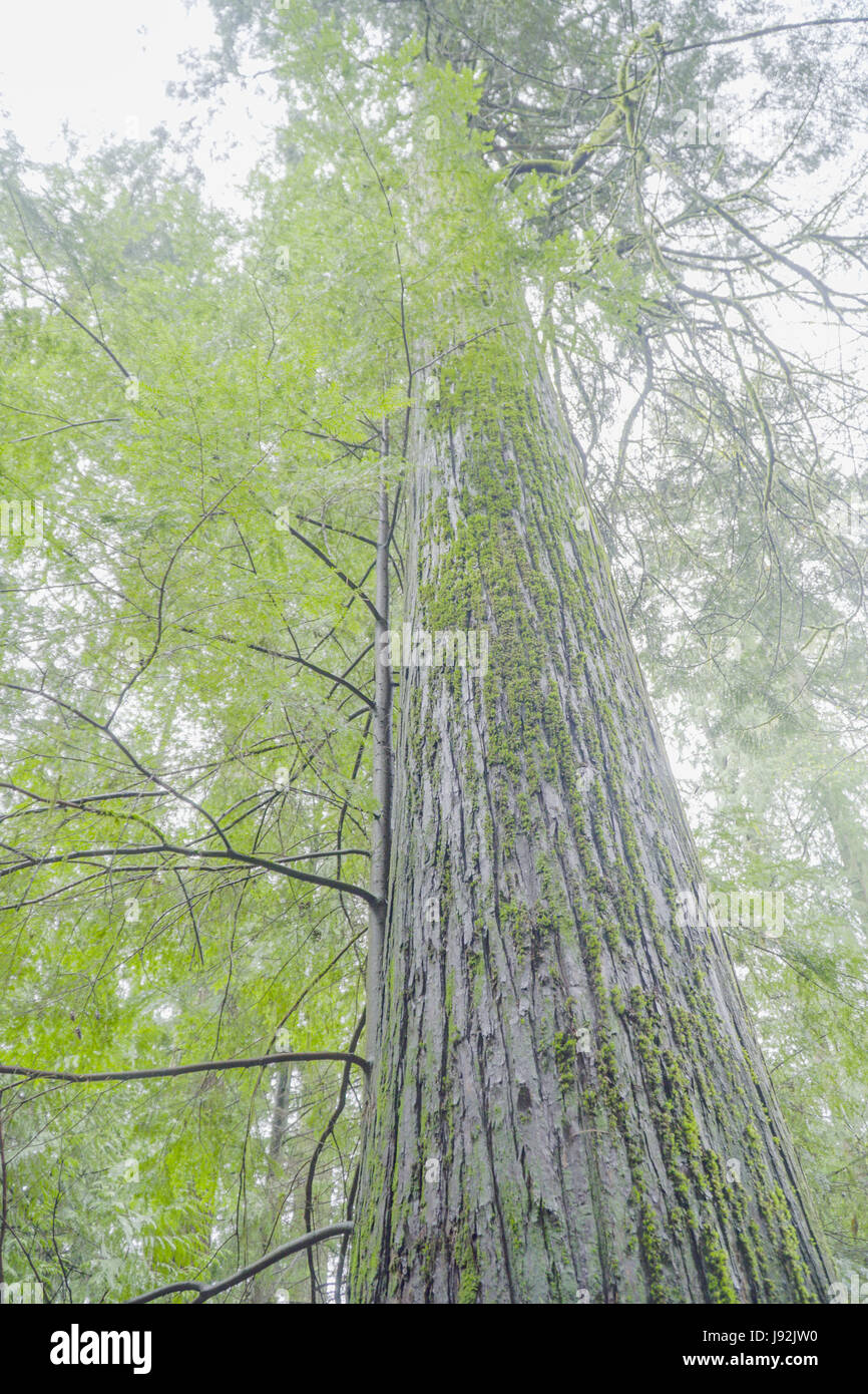 Amazing nature in the Canadian woods - wonderful green forest CANADA ...