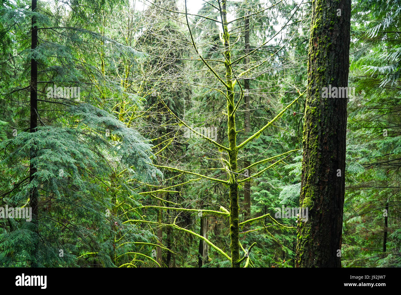 Amazing nature in the Canadian woods - wonderful green forest CANADA ...