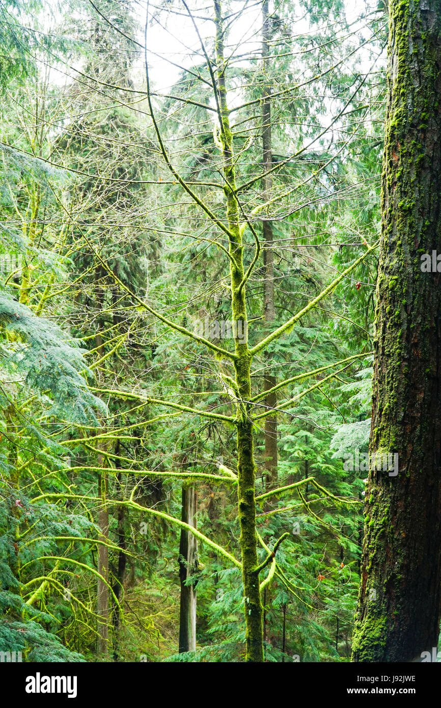 Amazing nature in the Canadian woods - wonderful green forest CANADA ...