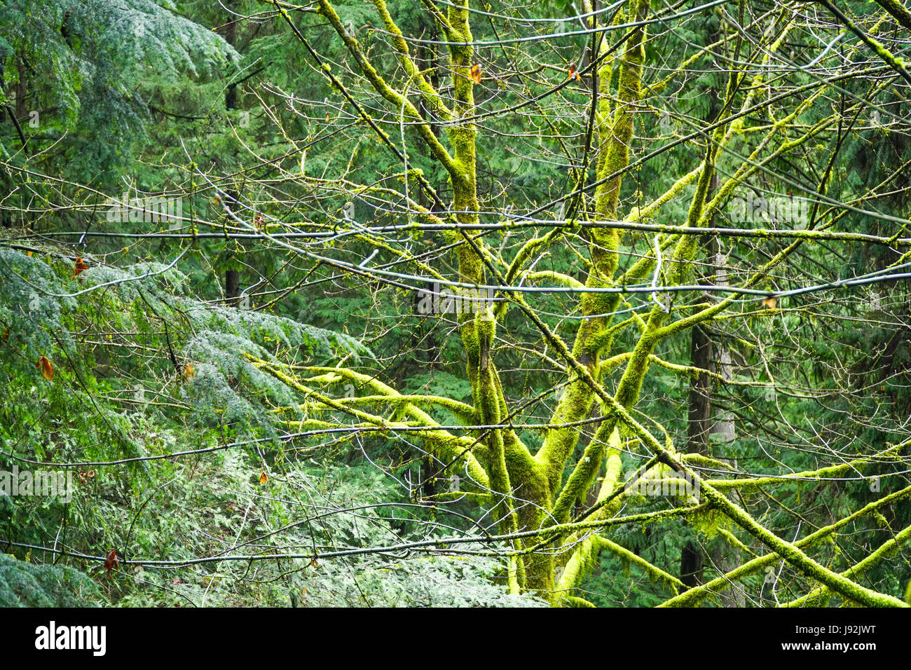 Amazing nature in the Canadian woods - wonderful green forest CANADA ...
