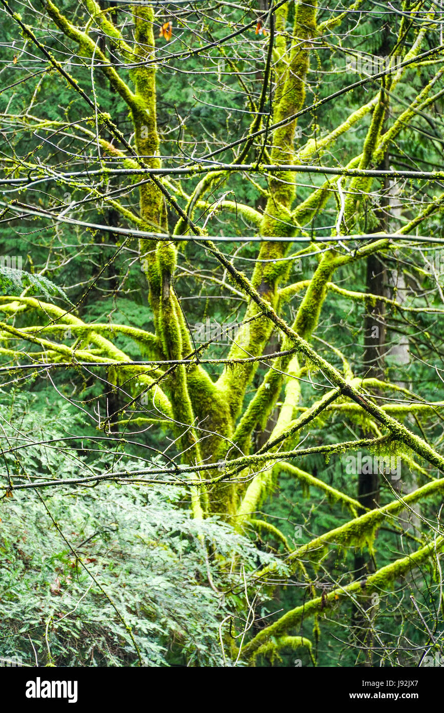 The Canadian wilderness - beautiful green trees in the woods CANADA ...