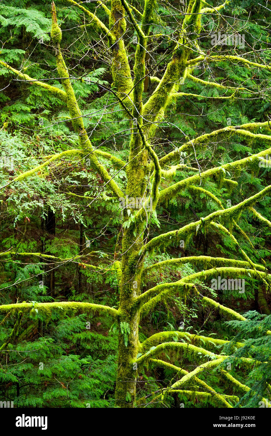 Canadian wild nature - green forest with lots of moss CANADA Stock ...