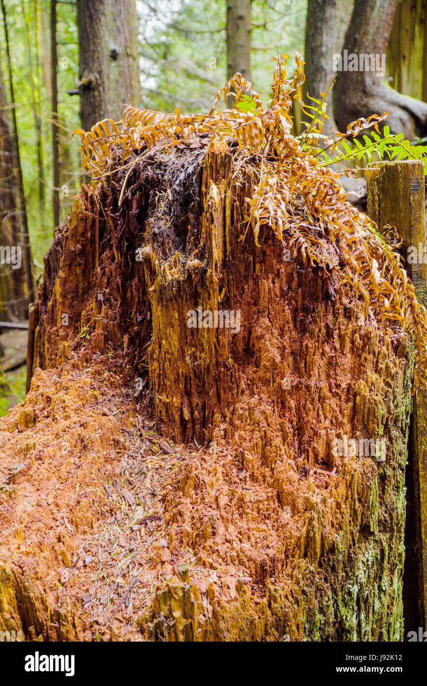 Redwood Forest - the Western Red Cedar CANADA Stock Photo - Alamy