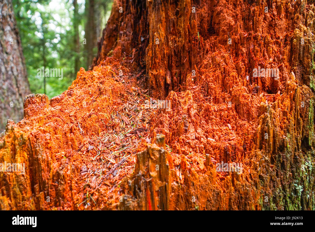 The amazing red wood of the Western Red Cedar tree CANADA Stock Photo ...