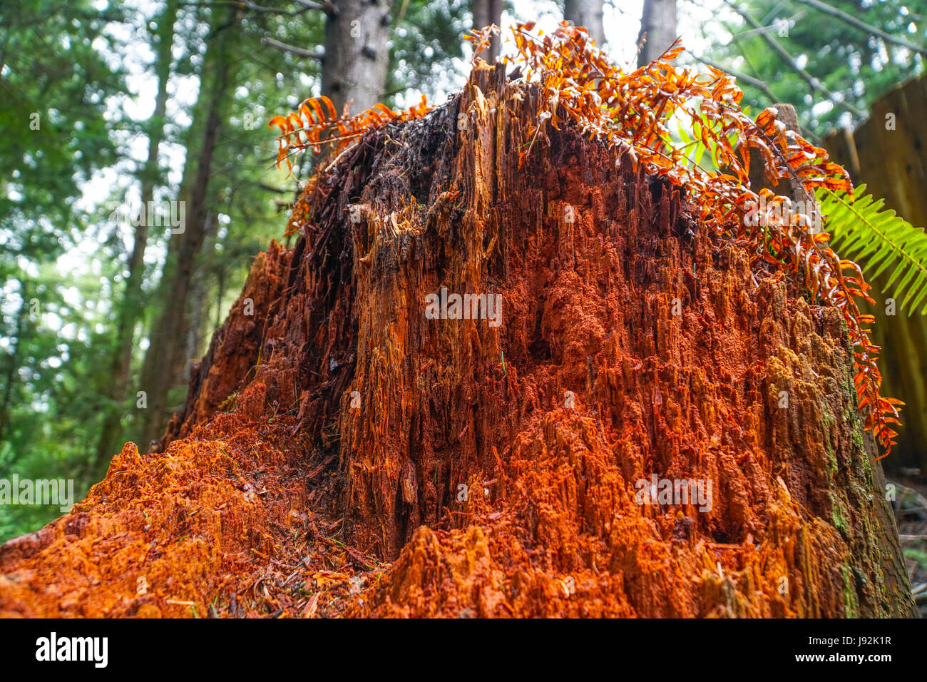The amazing red wood of the Western Red Cedar tree CANADA Stock Photo ...