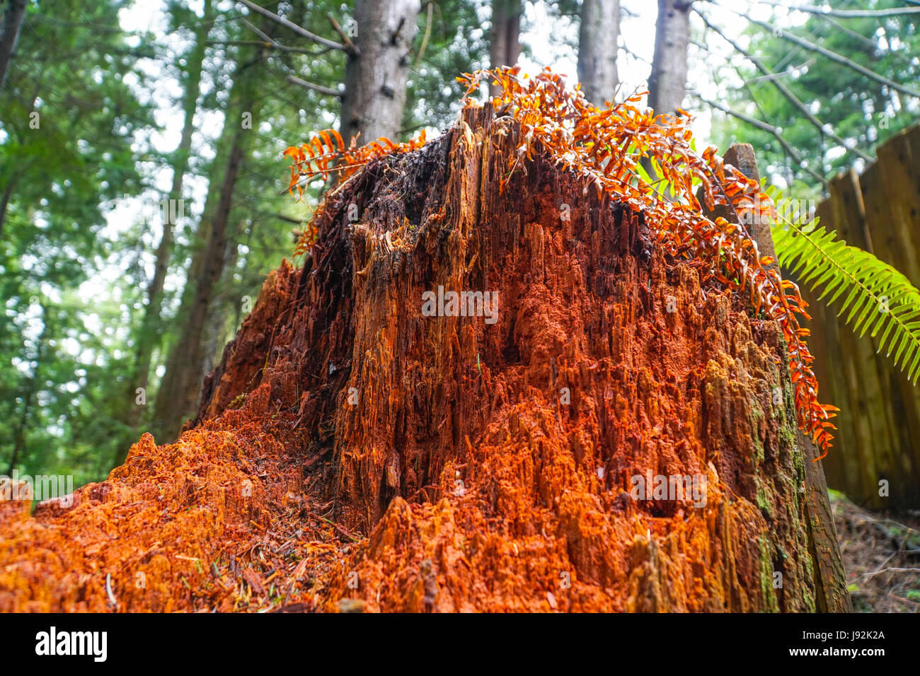 Western Red Cedar - amazing trees in the Redwoods CANADA Stock Photo ...