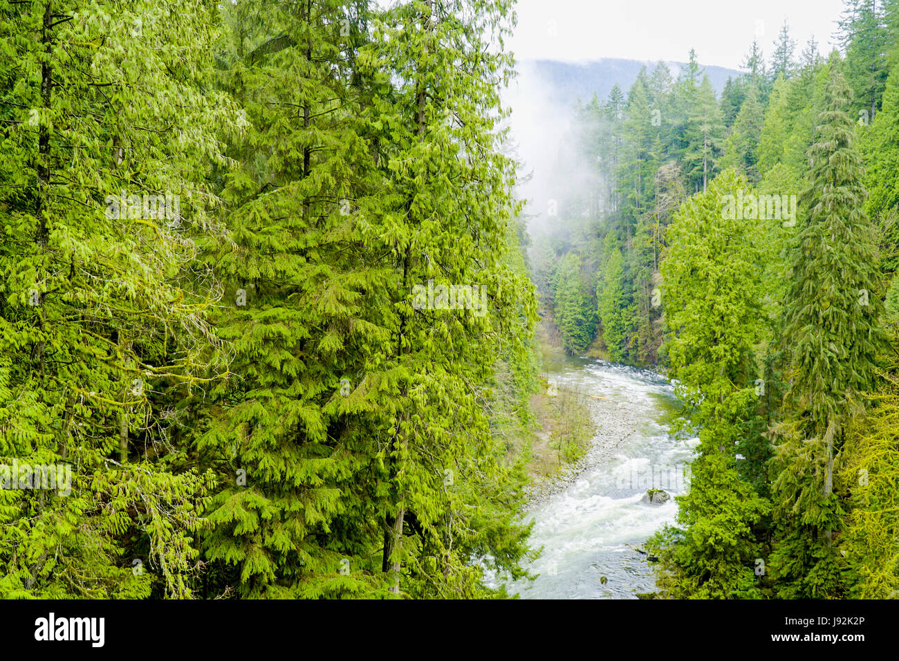 Amazing nature in the Canadian woods - wonderful green forest CANADA ...