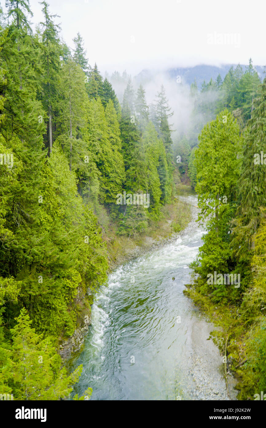 Amazing nature in the Canadian woods - wonderful green forest CANADA ...