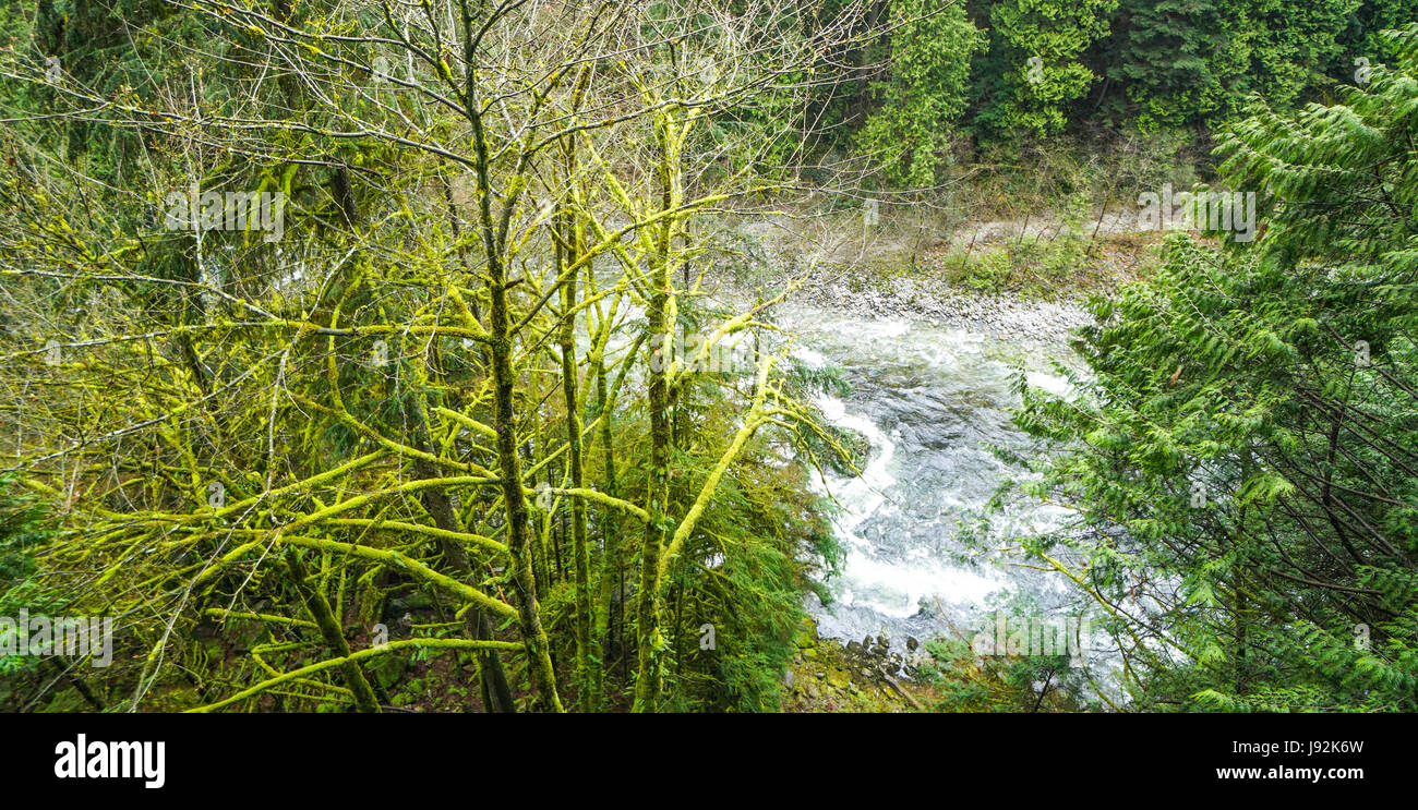 Small creek between green trees in the Canadian Forest CANADA Stock ...