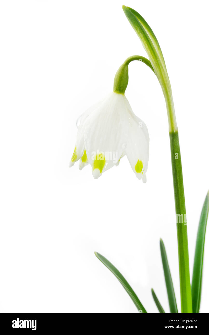 garden, flower, plant, bloom, blossom, flourish, flourishing, spring ...