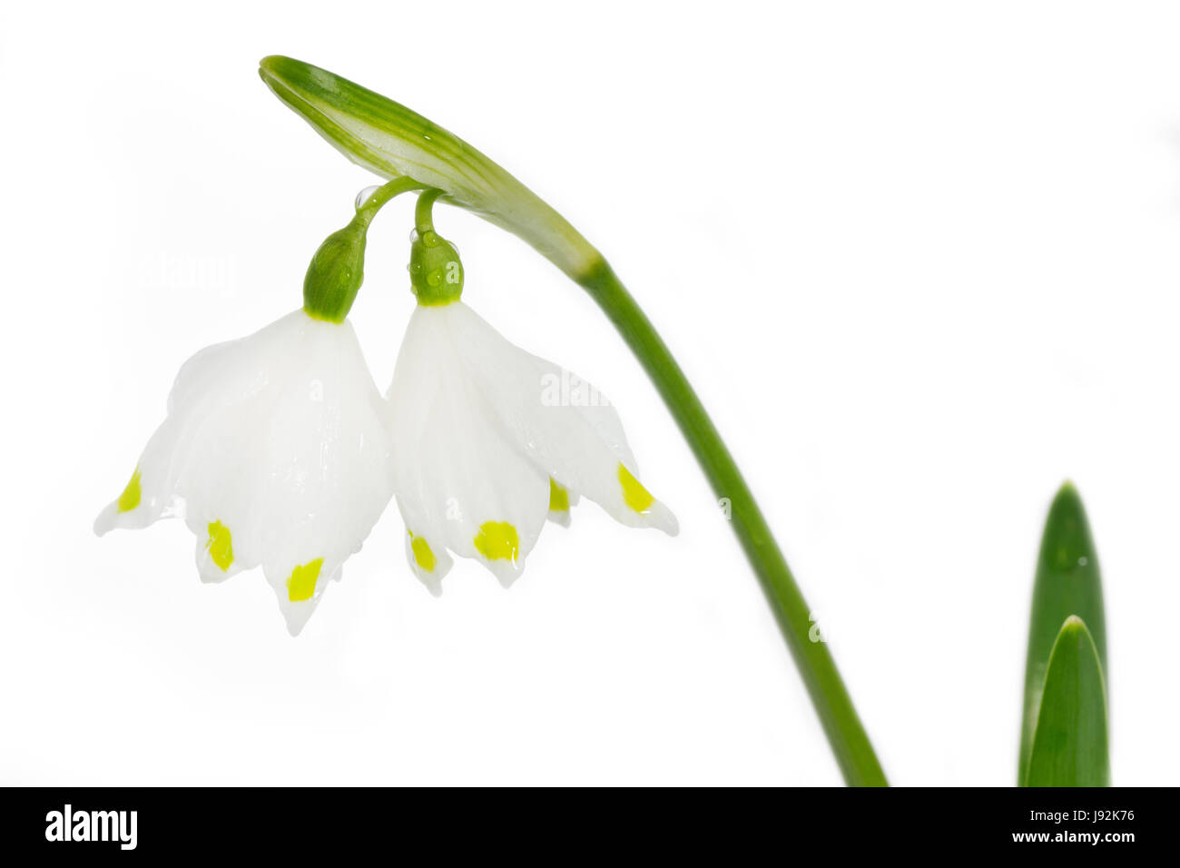 garden, flower, plant, bloom, blossom, flourish, flourishing, spring ...