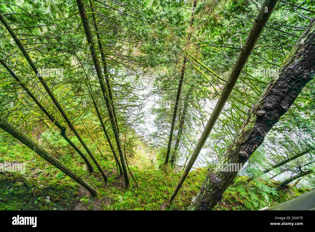 Giant trees in the Canadian woods CANADA Stock Photo - Alamy