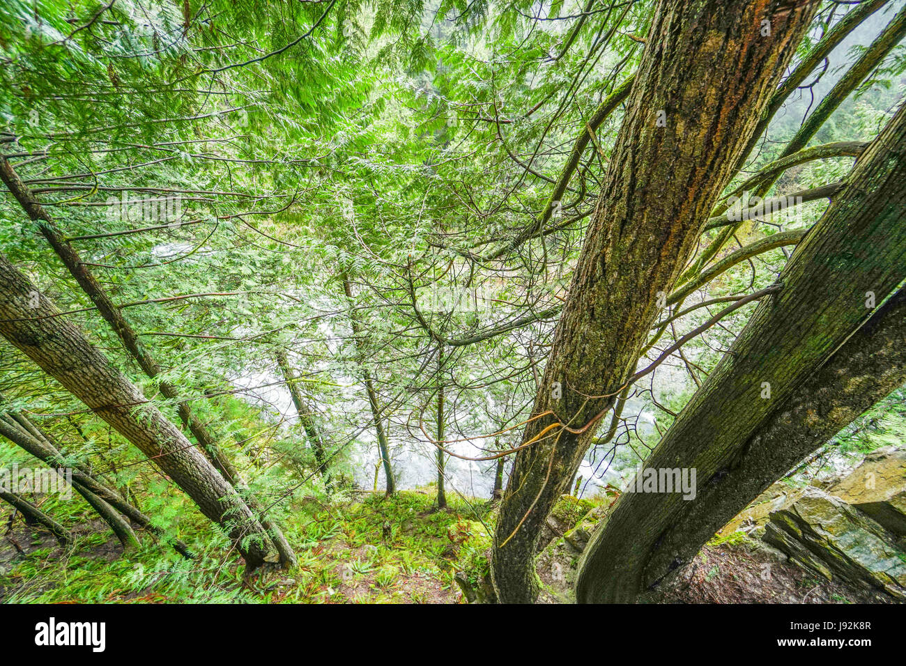 Giant trees in the Canadian woods CANADA Stock Photo - Alamy