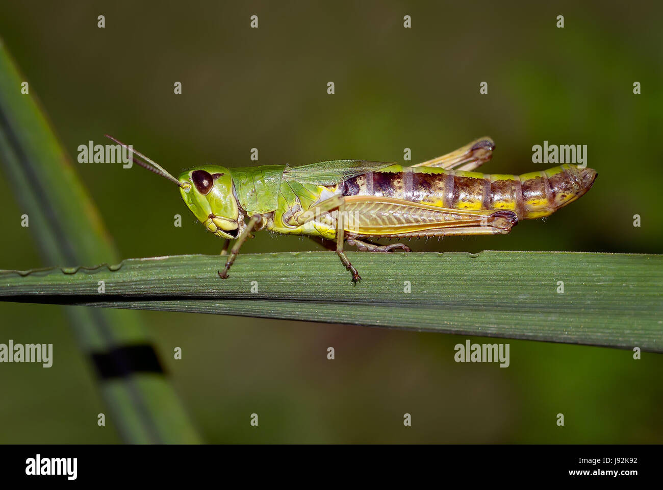 macro, close-up, macro admission, close up view, environment ...