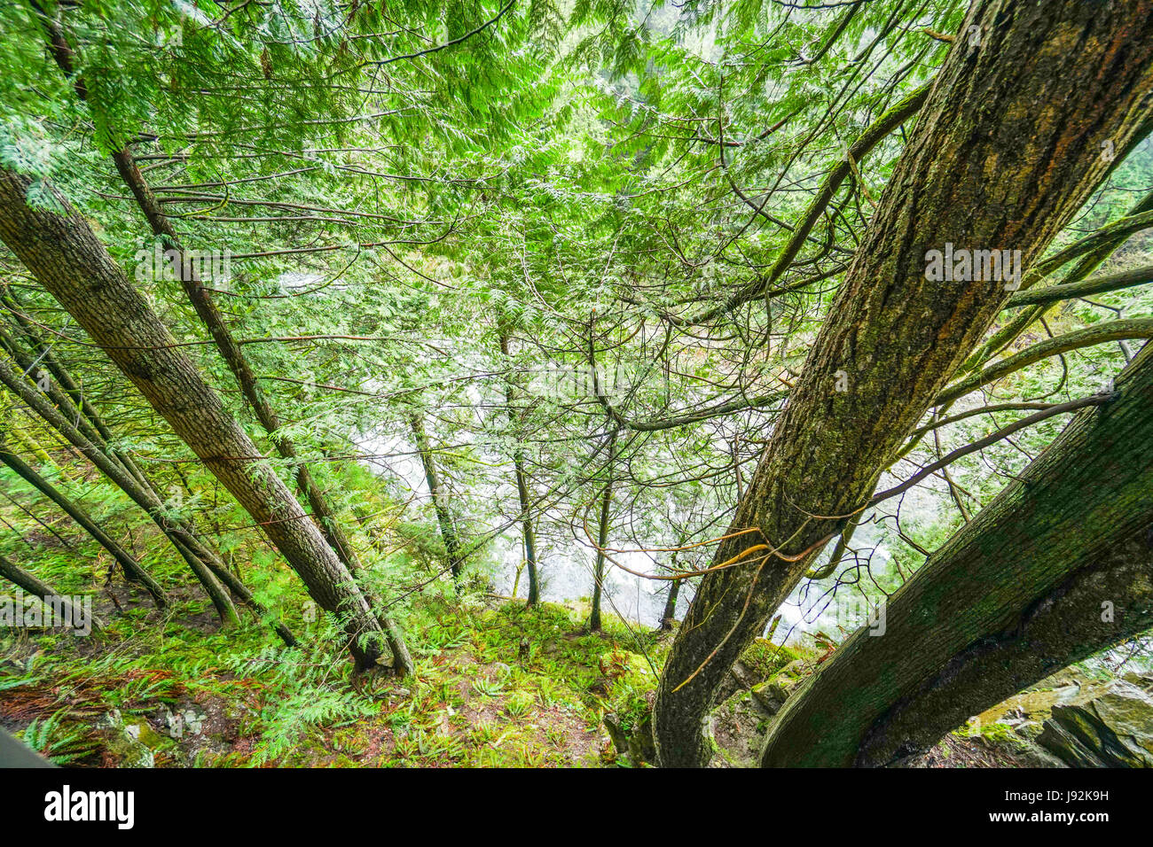 Giant trees in the Canadian woods CANADA Stock Photo - Alamy