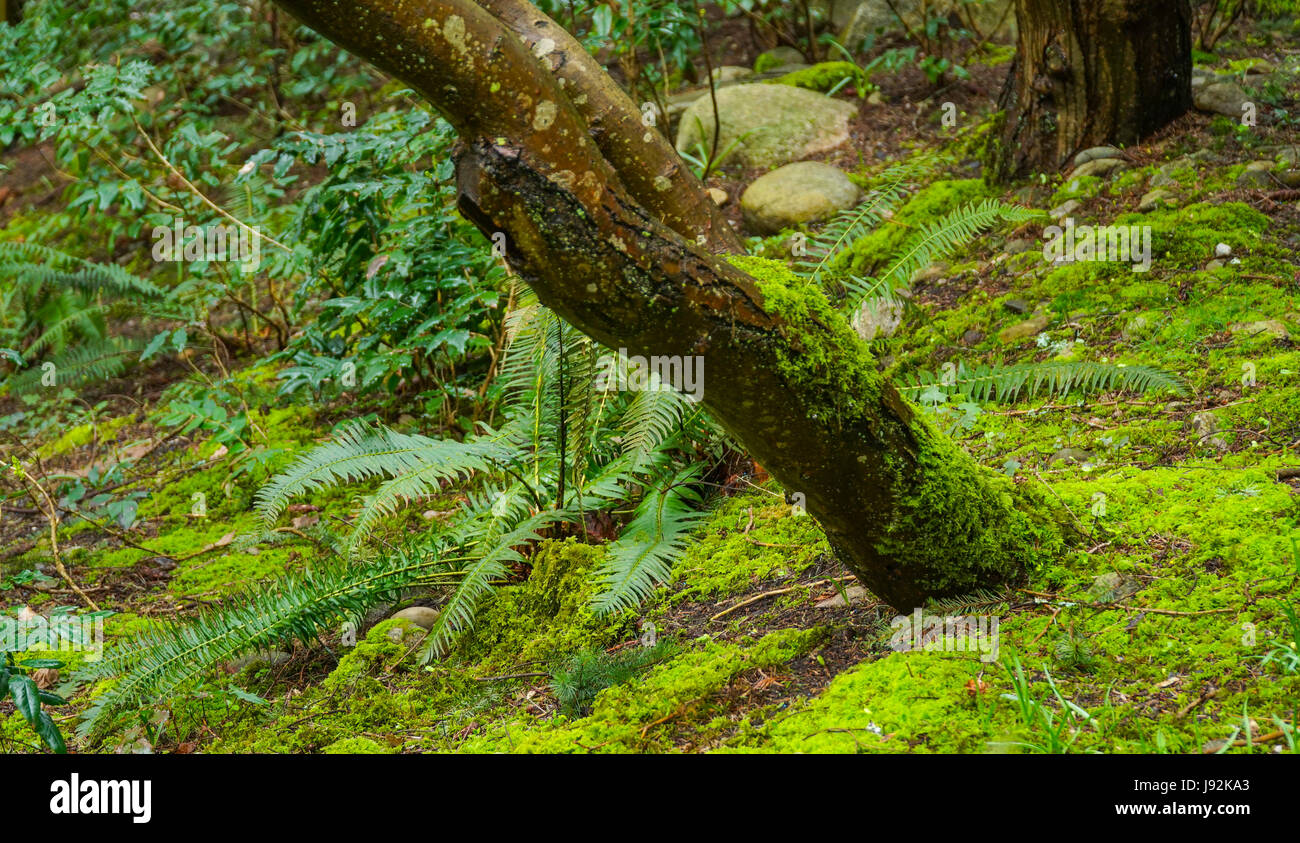 Amazing nature in the Canadian woods - wonderful green forest CANADA ...