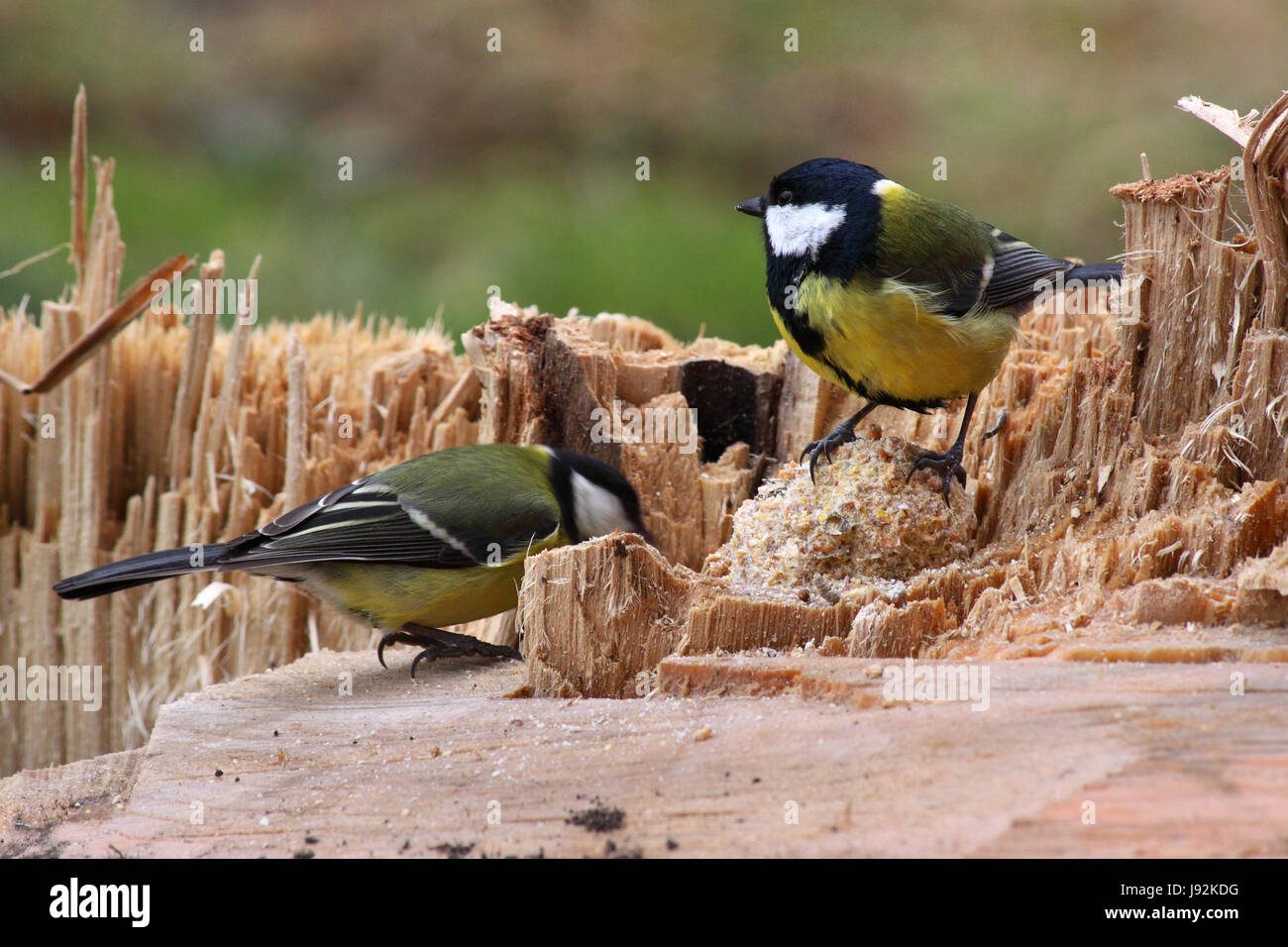 bird, birds, spring, feathering, titmouse, great titmouse, nature ...