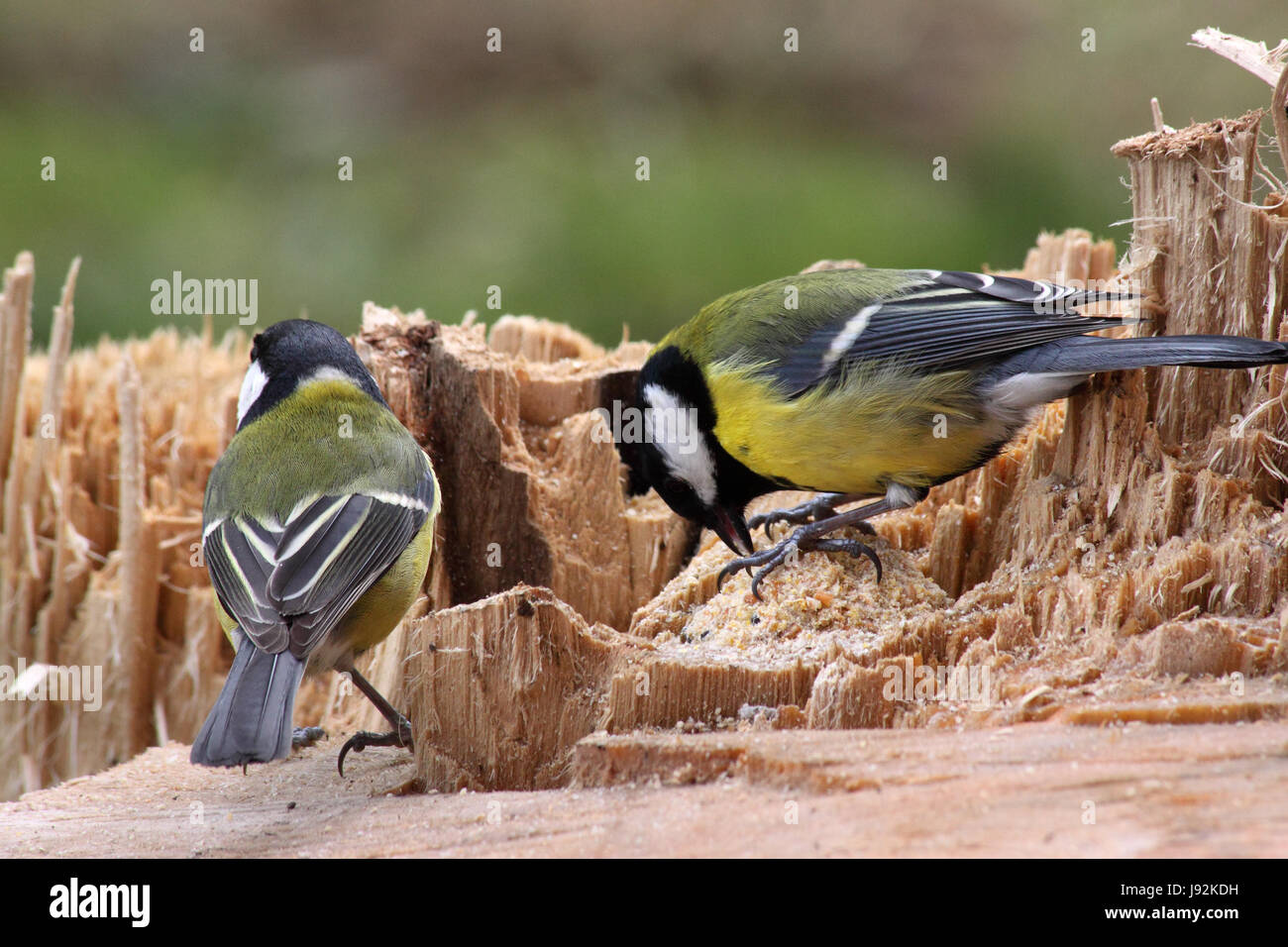 bird, birds, spring, feathering, titmouse, great titmouse, nature ...