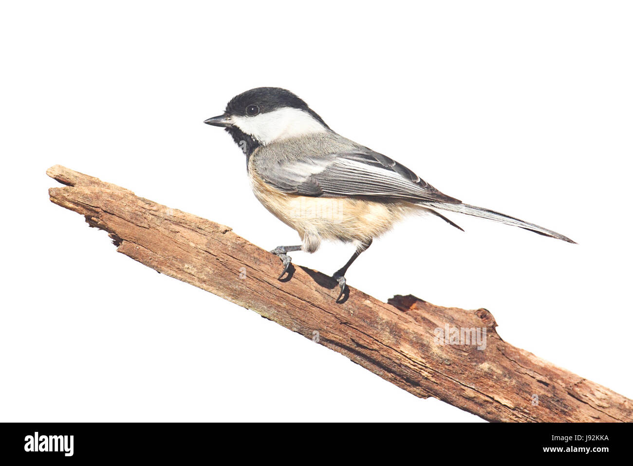 isolated, bird, wildlife, white, nature, isolated, animal, bird, fauna ...