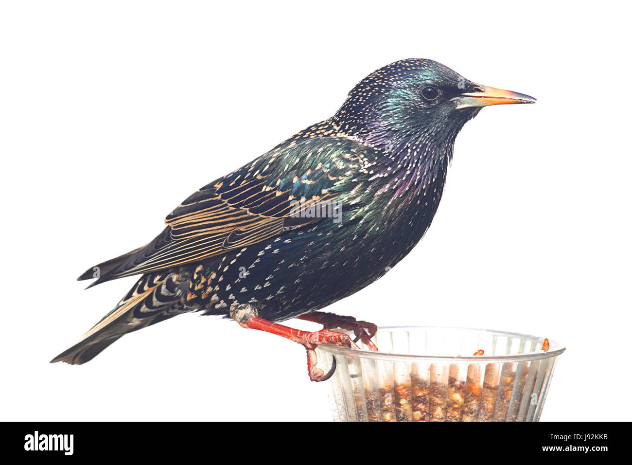 isolated, bird, birds, starling, white, nature, isolated, winter ...