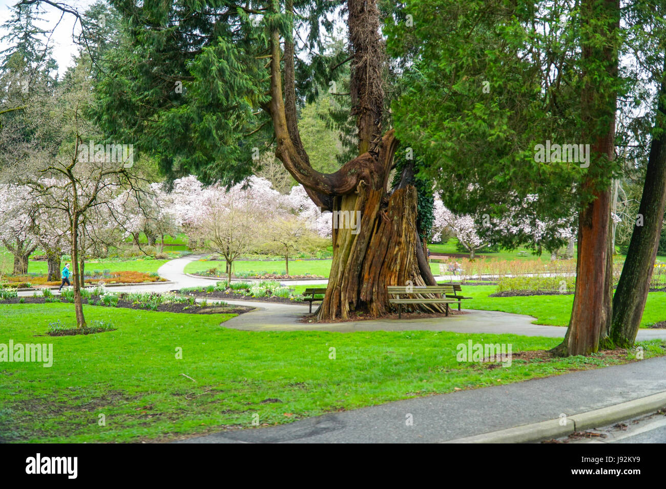Beautiful Stanley Park in Vancouver - CANADA Stock Photo - Alamy