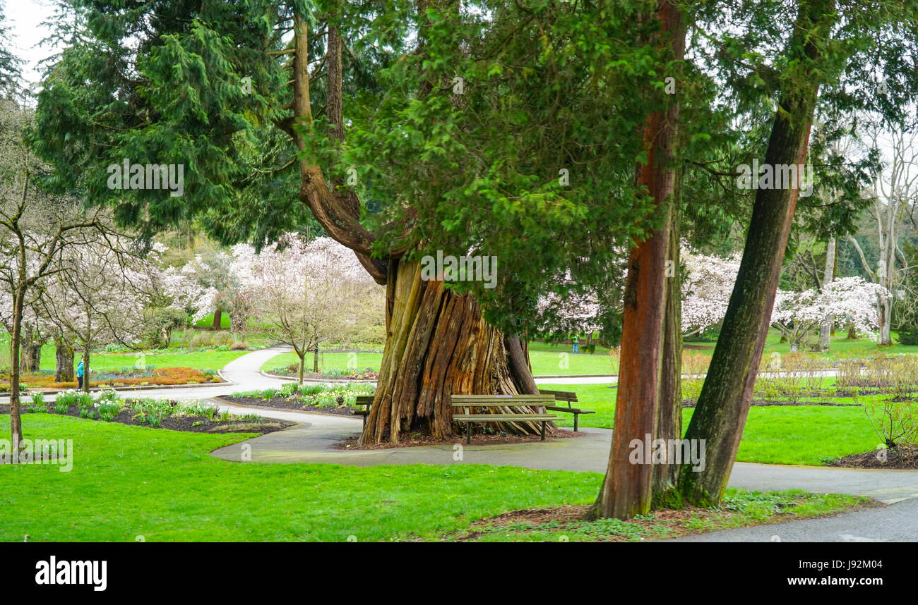 Beautiful Stanley Park in Vancouver - CANADA Stock Photo - Alamy