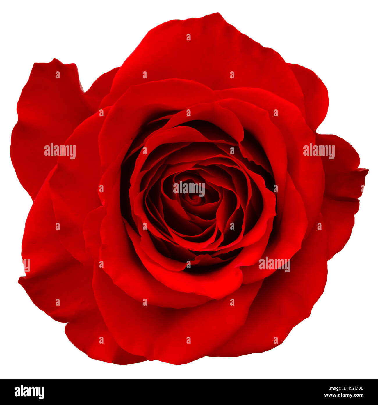 single, isolated, flower, plant, rose, love, in love, fell in love, red ...