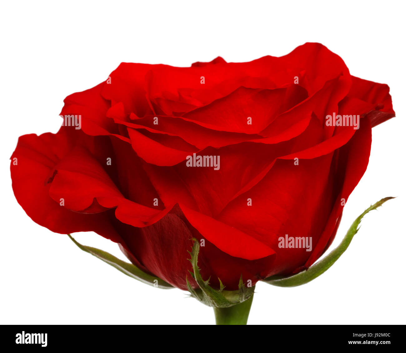 single, isolated, flower, plant, rose, love, in love, fell in love, red ...
