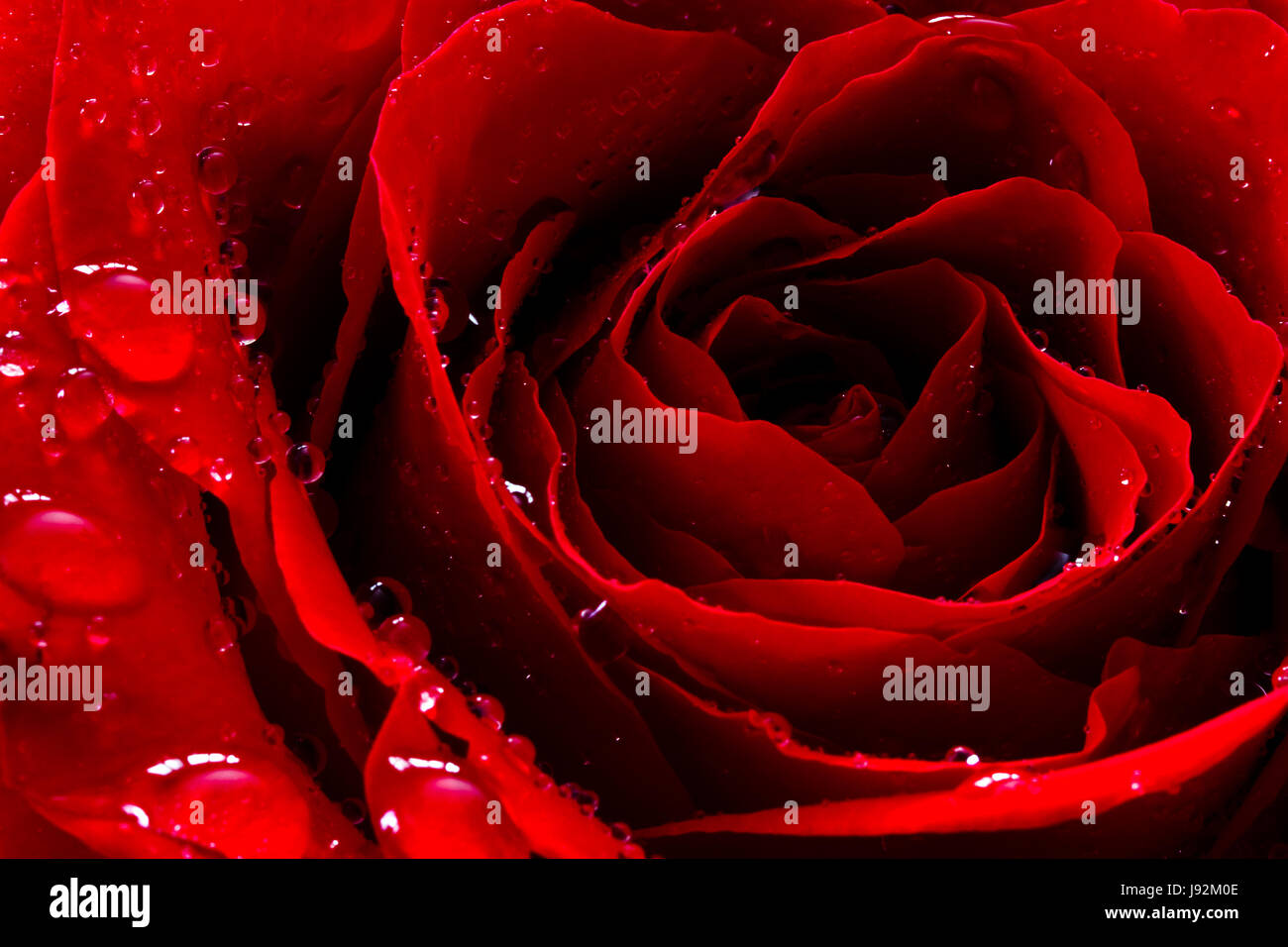 closeup, flower, rose, plant, love, in love, fell in love, red, water ...