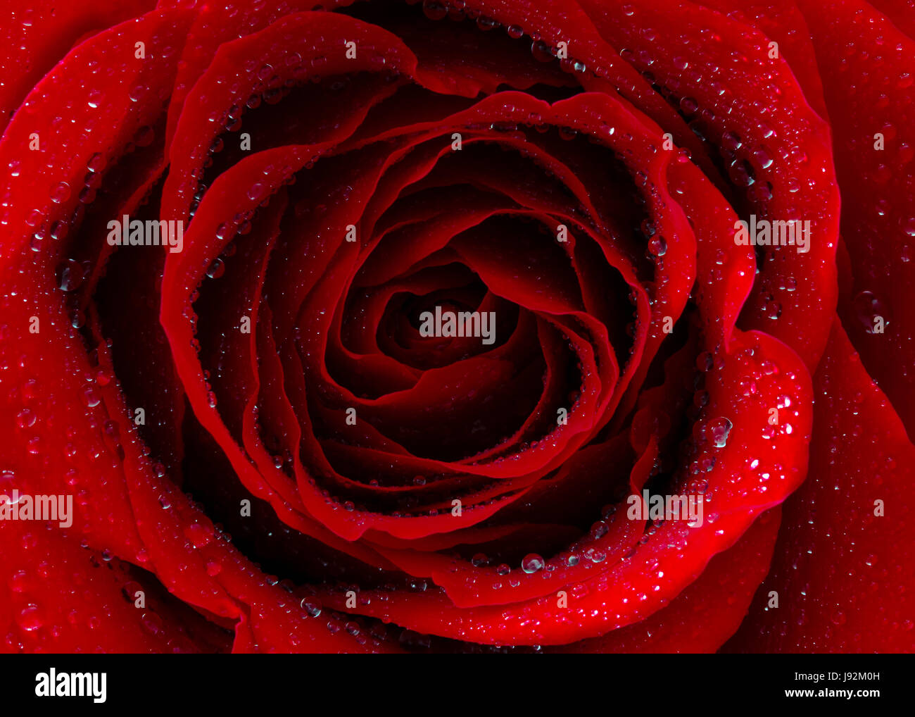 closeup, flower, rose, plant, love, in love, fell in love, red, water ...