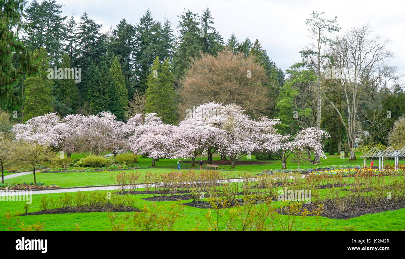 Beautiful Stanley Park in Vancouver - CANADA Stock Photo - Alamy