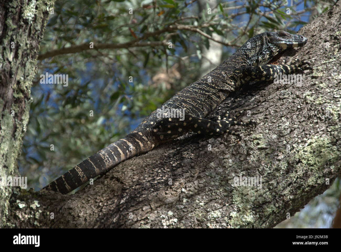tree, saurian, branch, bark, environment, enviroment, tree, trunk ...