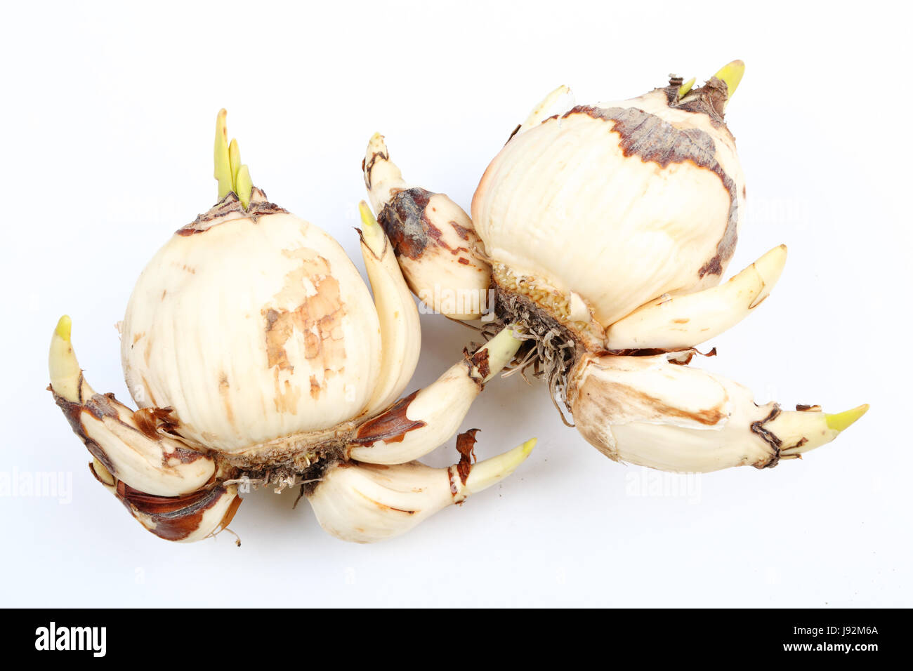 close, culture, garden, flower, plant, agriculture, farming, flora ...