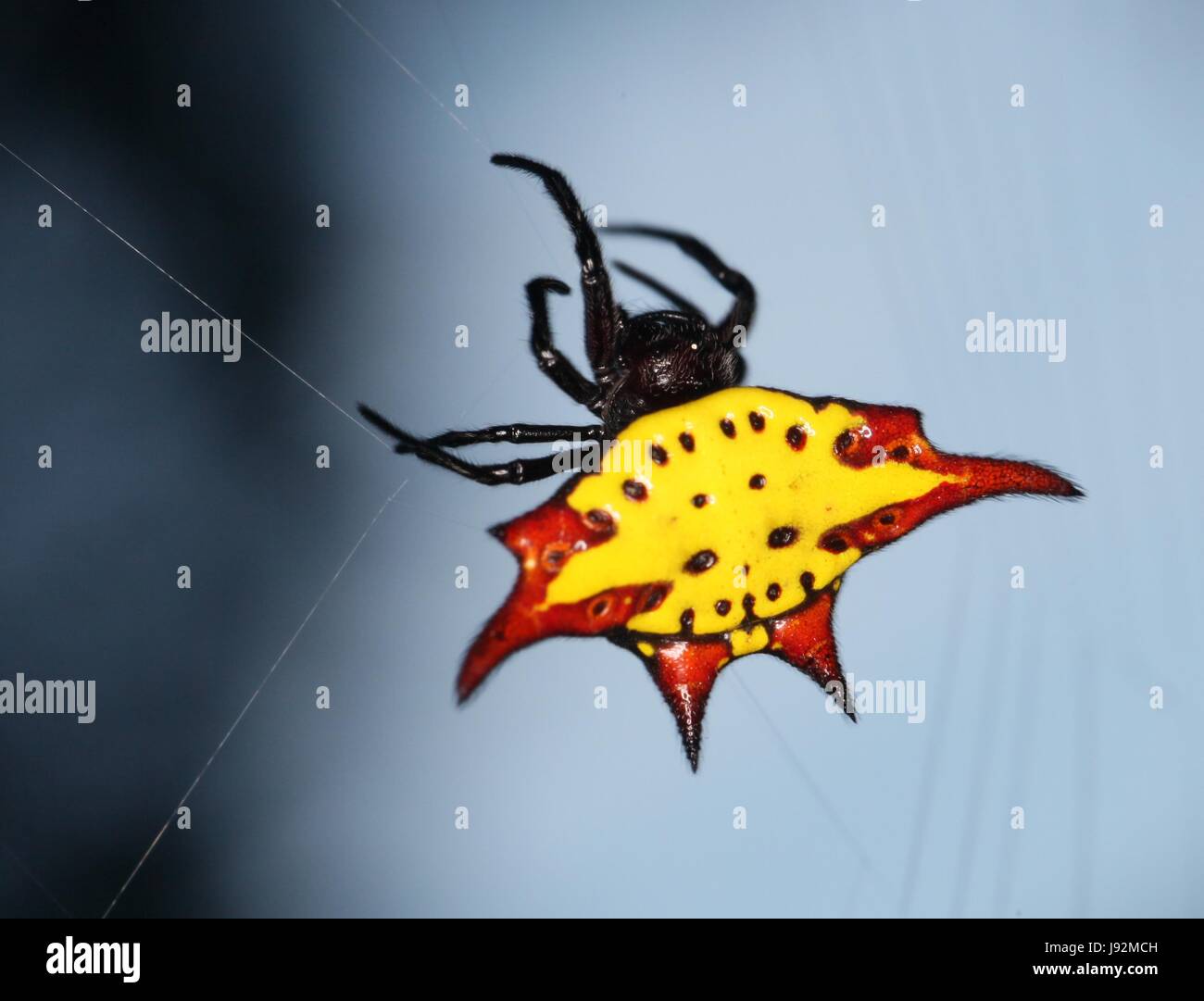 Dornspinne hi-res stock photography and images - Alamy